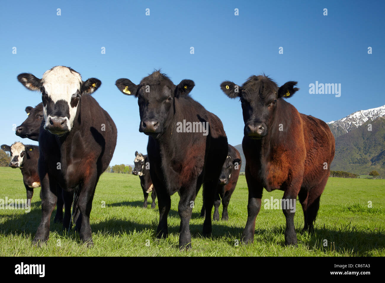 Cows near Kaikoura, and Seaward Kaikoura Ranges, Marlborough, South ...