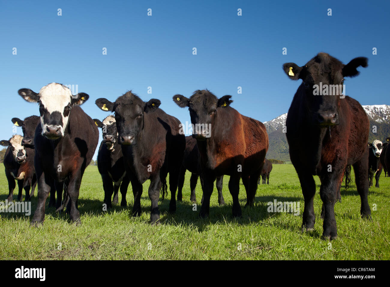 Cows near Kaikoura, and Seaward Kaikoura Ranges, Marlborough, South ...