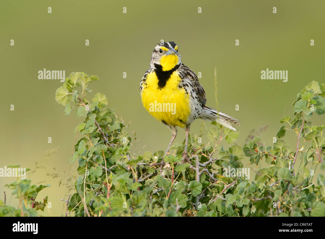 Male Western Meadowlark (Sturnella neglecta), Western Montana Stock ...