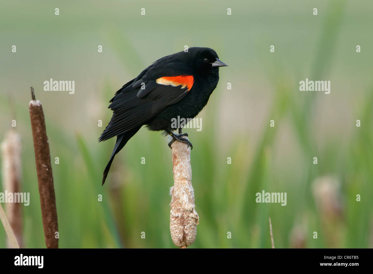 Male red-winged blackbird (Agelaius phoeniceus) perched on a reed ...