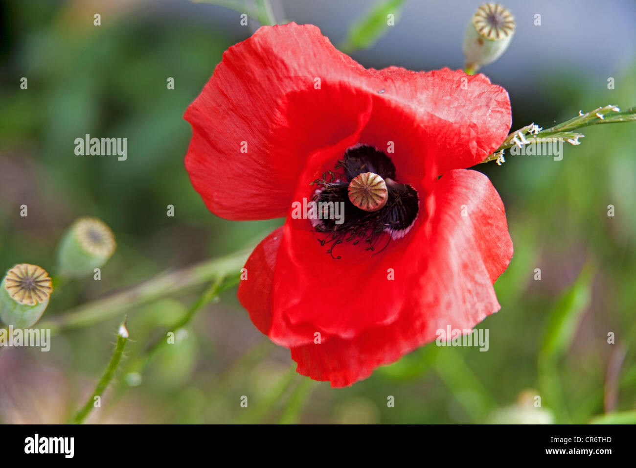 Sorrento Italy Flowers High Resolution Stock Photography and Images - Alamy