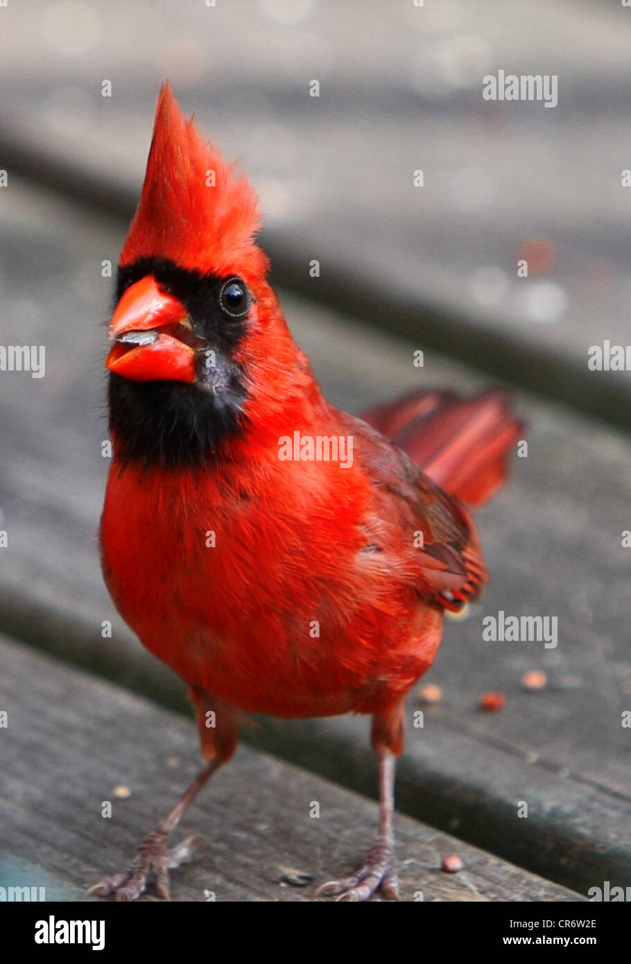Bird plummage hi-res stock photography and images - Alamy