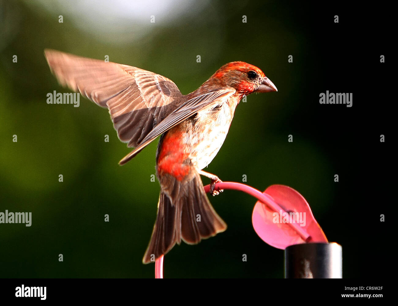 Landed sparrow hi-res stock photography and images - Alamy