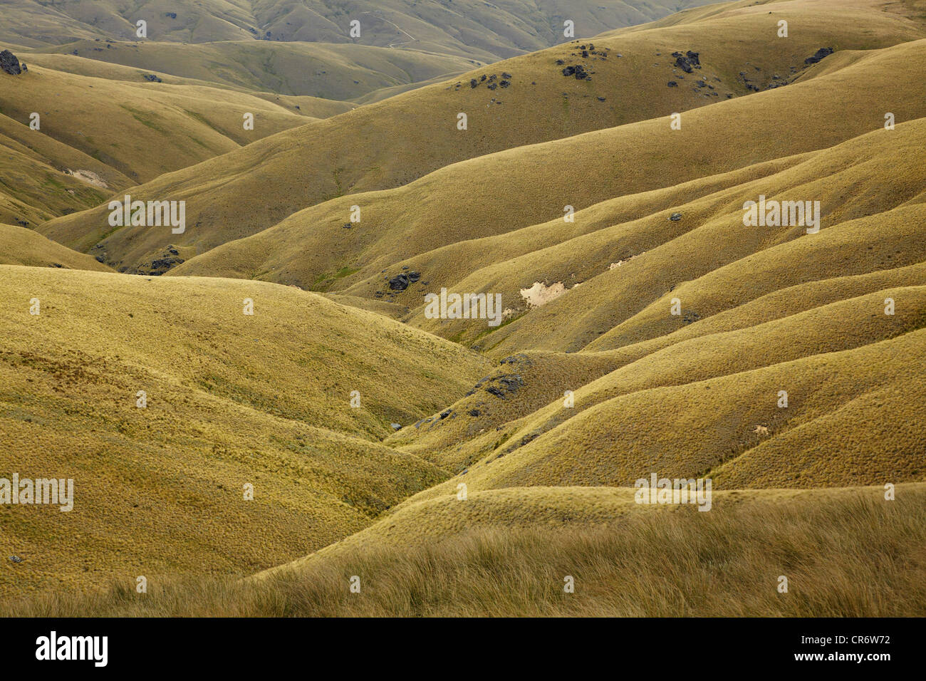 Tussocks and valley, Old Man Range, Southland, South Island, New ...