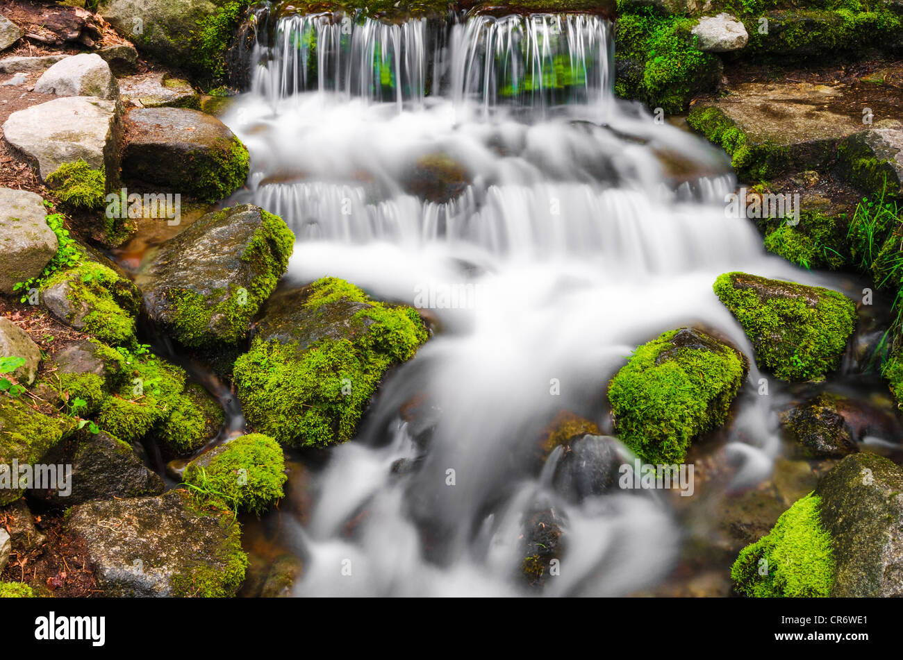 Fern Spring, Yosemite National Park, California USA Stock Photo - Alamy