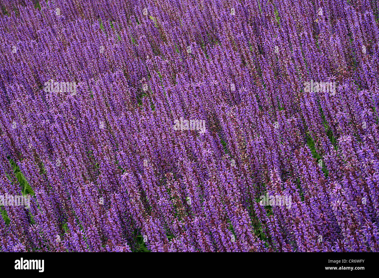 Purple haze hi-res stock photography and images - Alamy