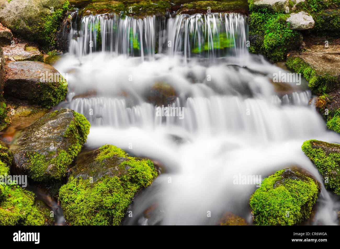 Fern Spring, Yosemite National Park, California USA Stock Photo - Alamy