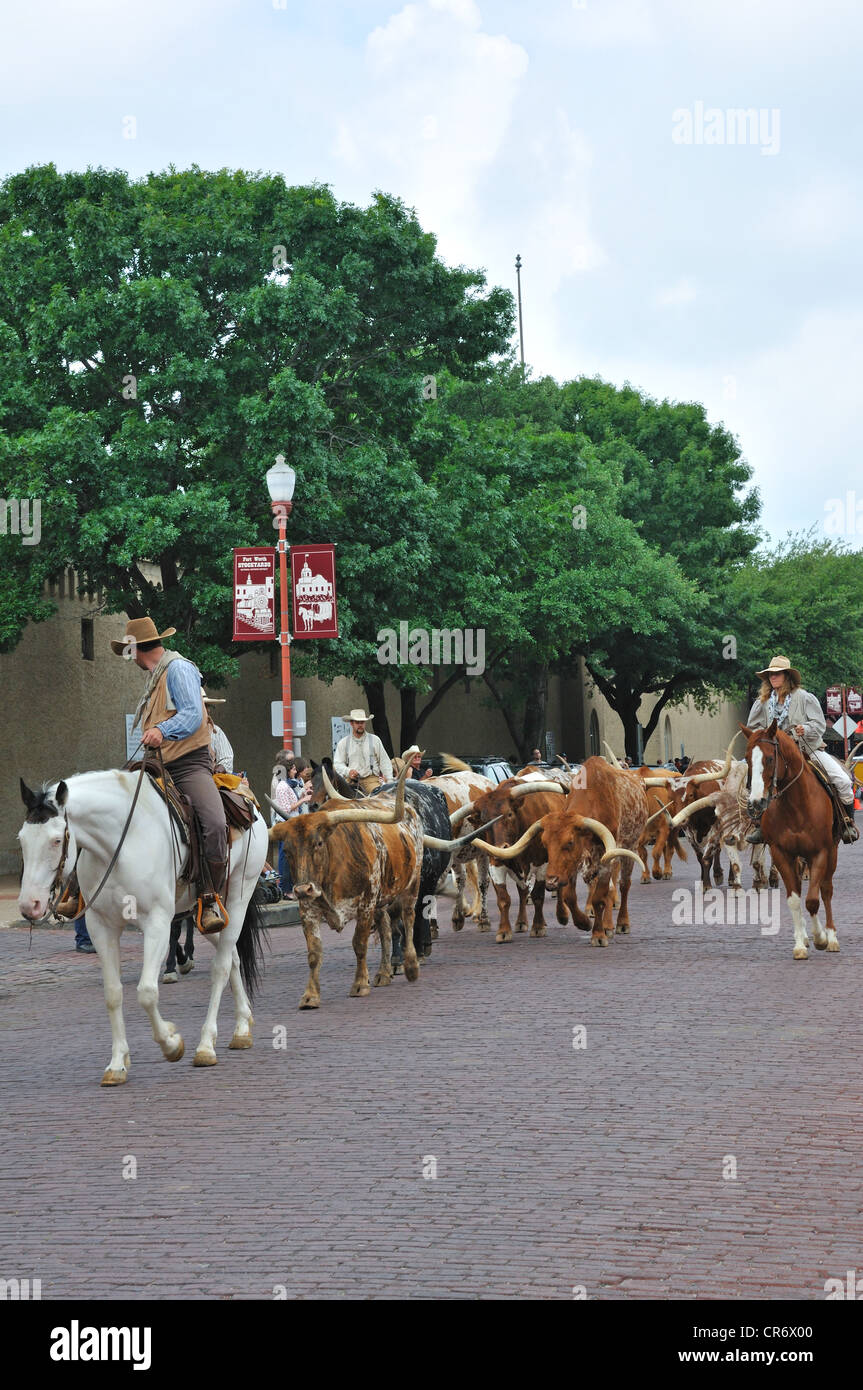 Cattle drive cowboys stockyards in hi-res stock photography and images ...