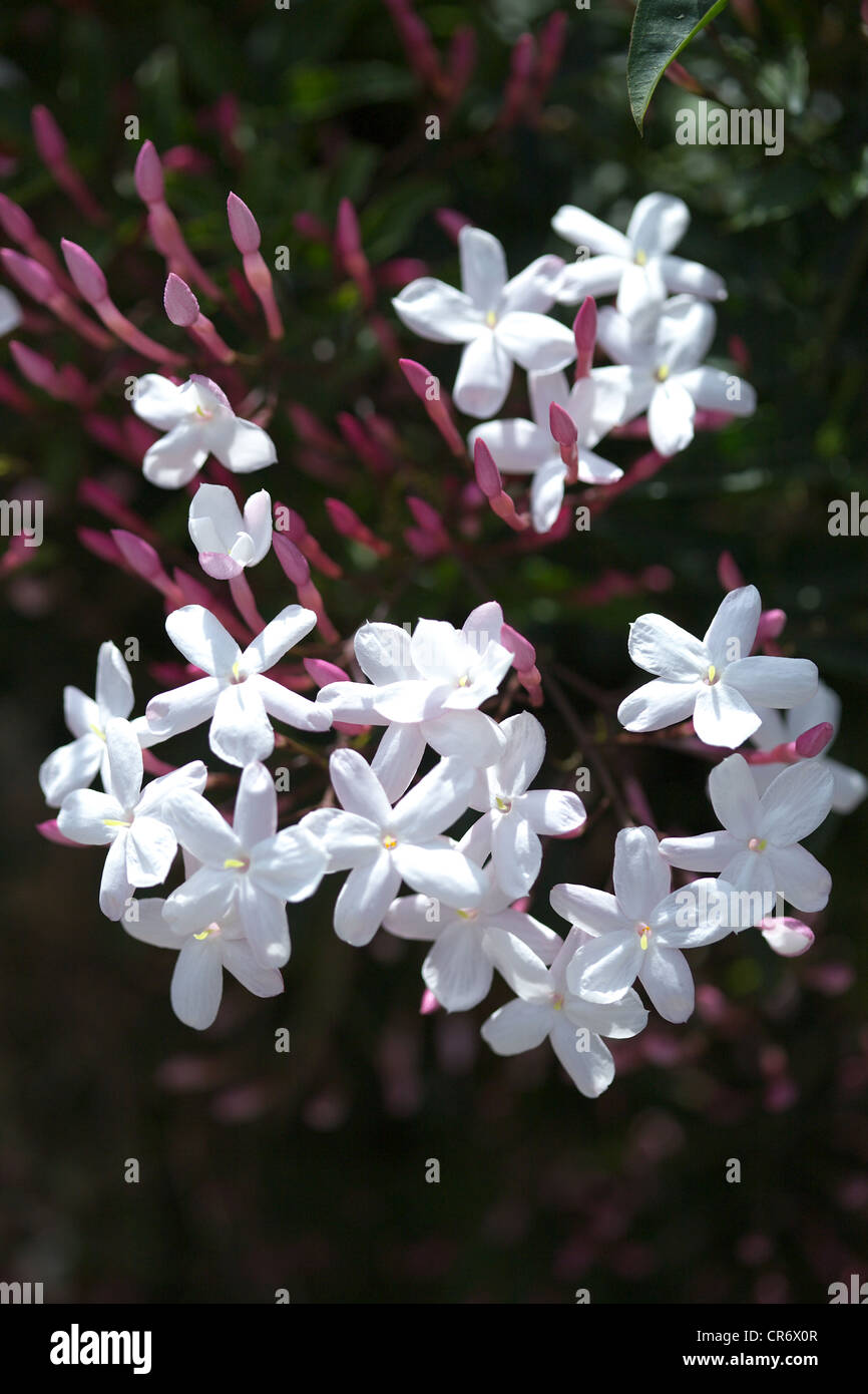 Jasmines flowers plants hi-res stock photography and images - Alamy