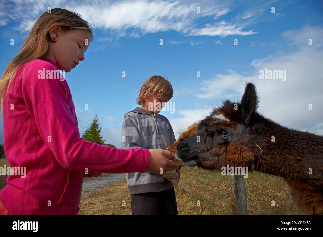 Children feeding animals hi-res stock photography and images - Alamy