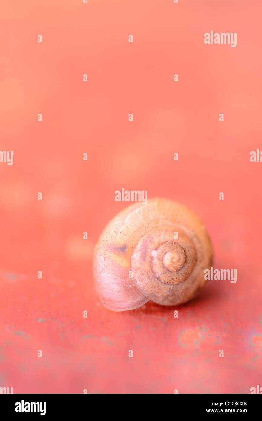 Pink conch hi-res stock photography and images - Alamy