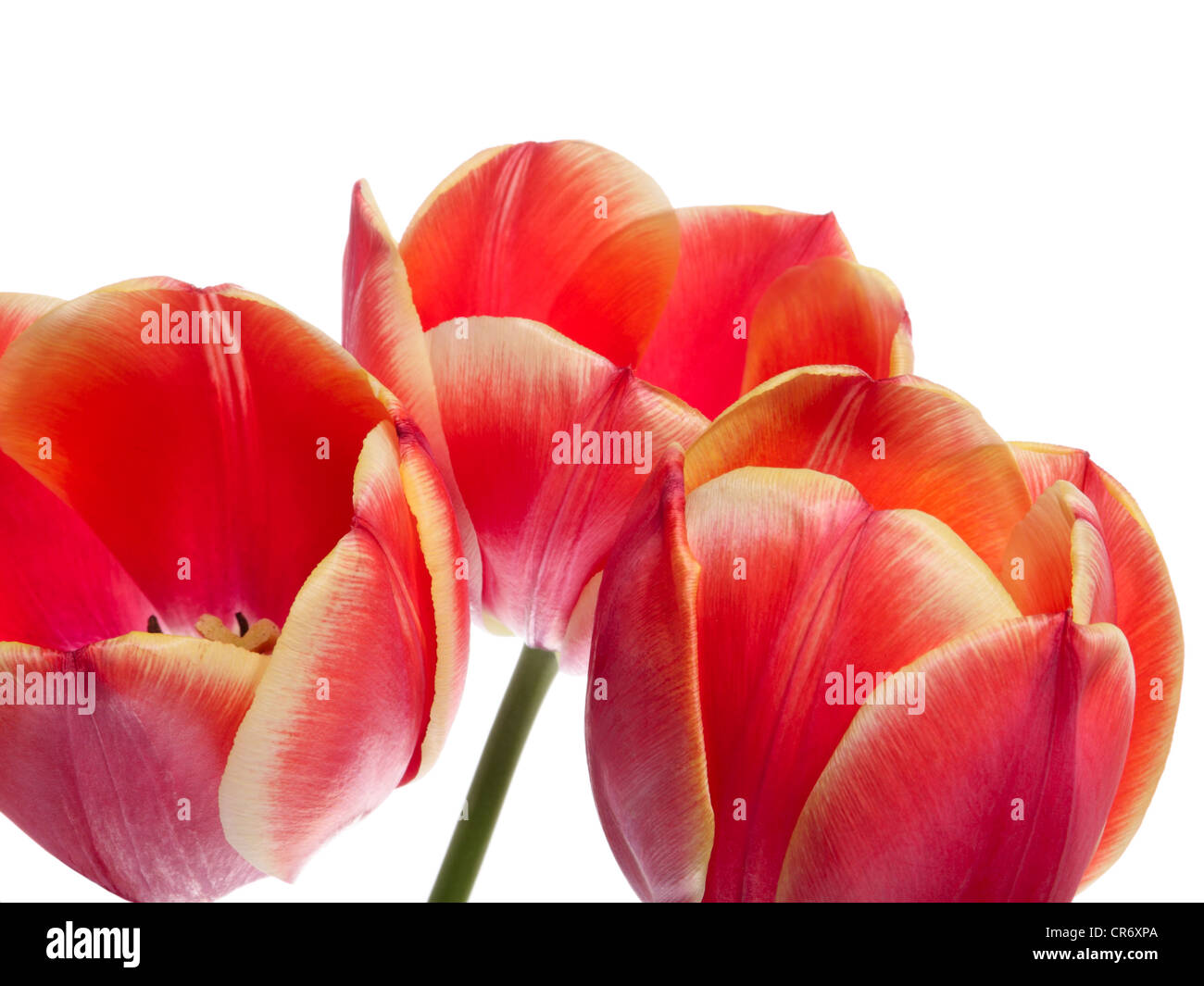 Three big flowers close up isolated on white Stock Photo - Alamy