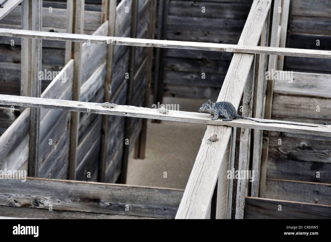 Rat maze hi-res stock photography and images - Alamy