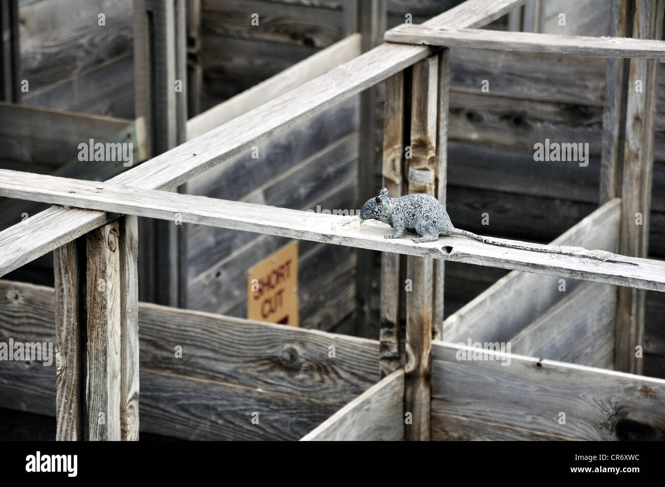 Rat maze hi-res stock photography and images - Alamy