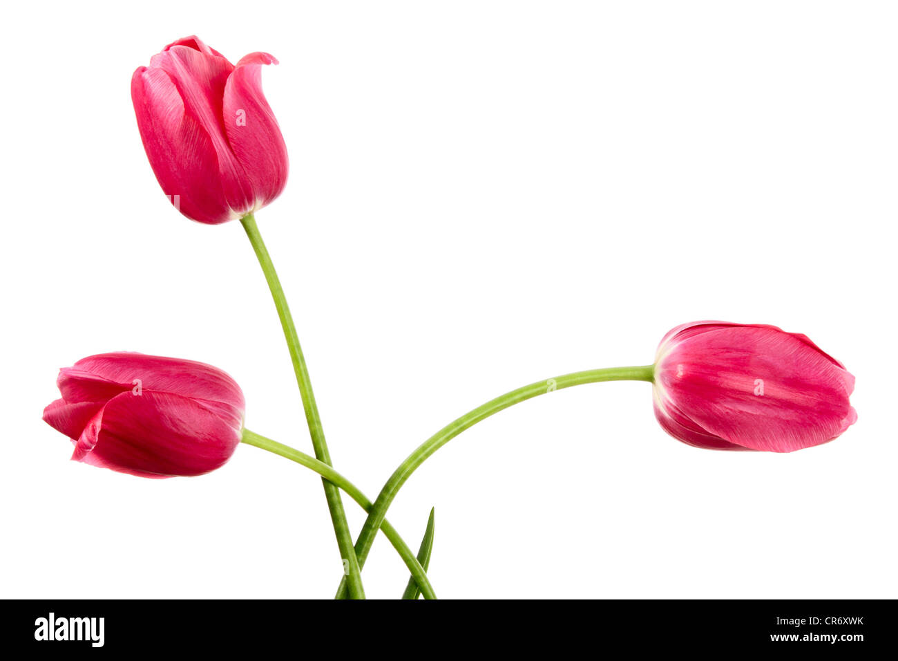 Beautiful flower composition on Cut Out Stock Images & Pictures - Alamy