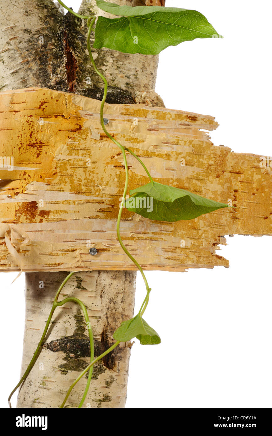 Birch arrow hi-res stock photography and images - Alamy