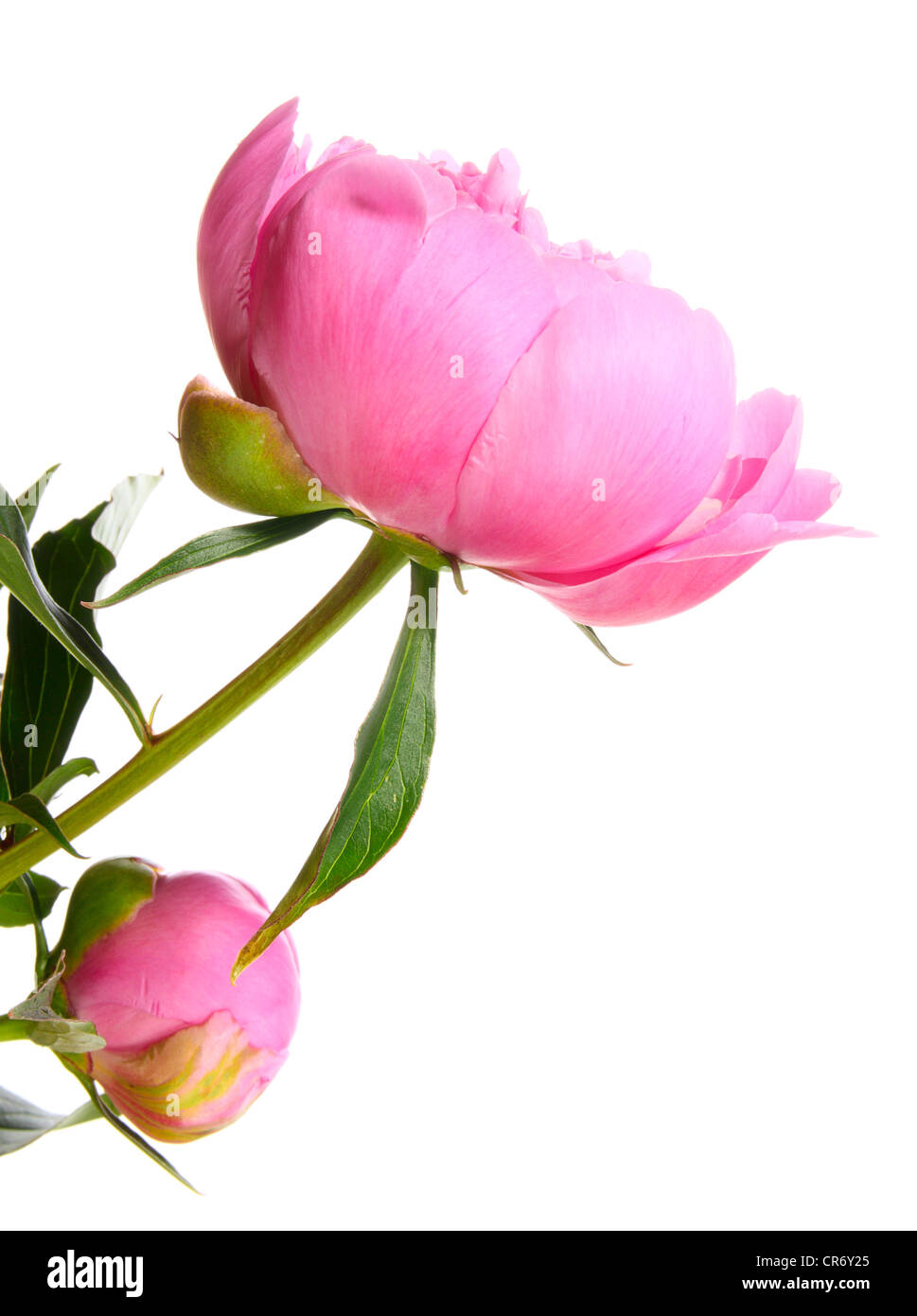 Peony. Two pink flowers isolated on white Stock Photo - Alamy