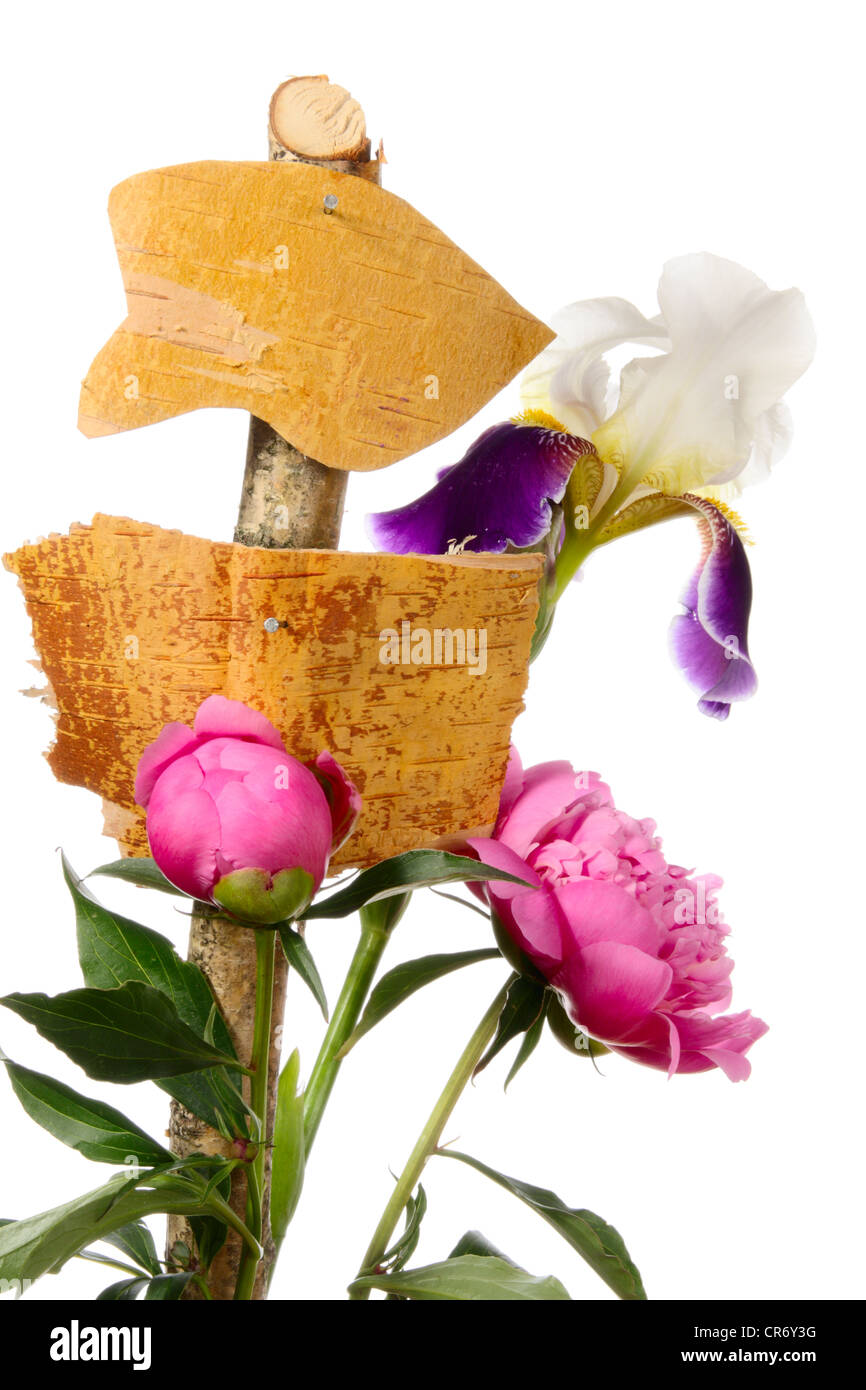 Information pointers and flowers on a white background Stock Photo - Alamy