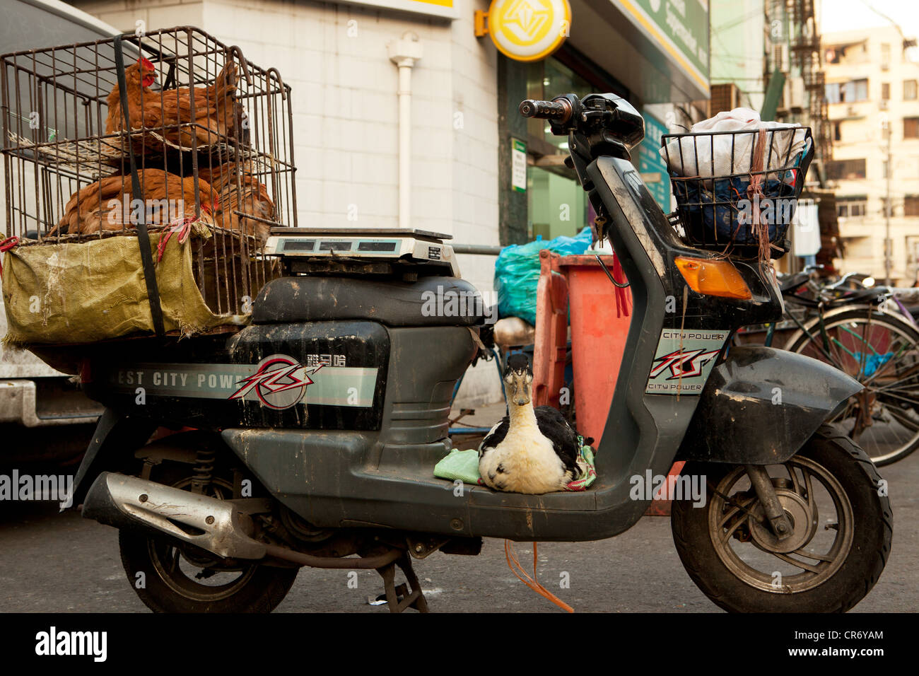 Caged live chickens on a motorcycle in China Shanghai Stock Photo - Alamy