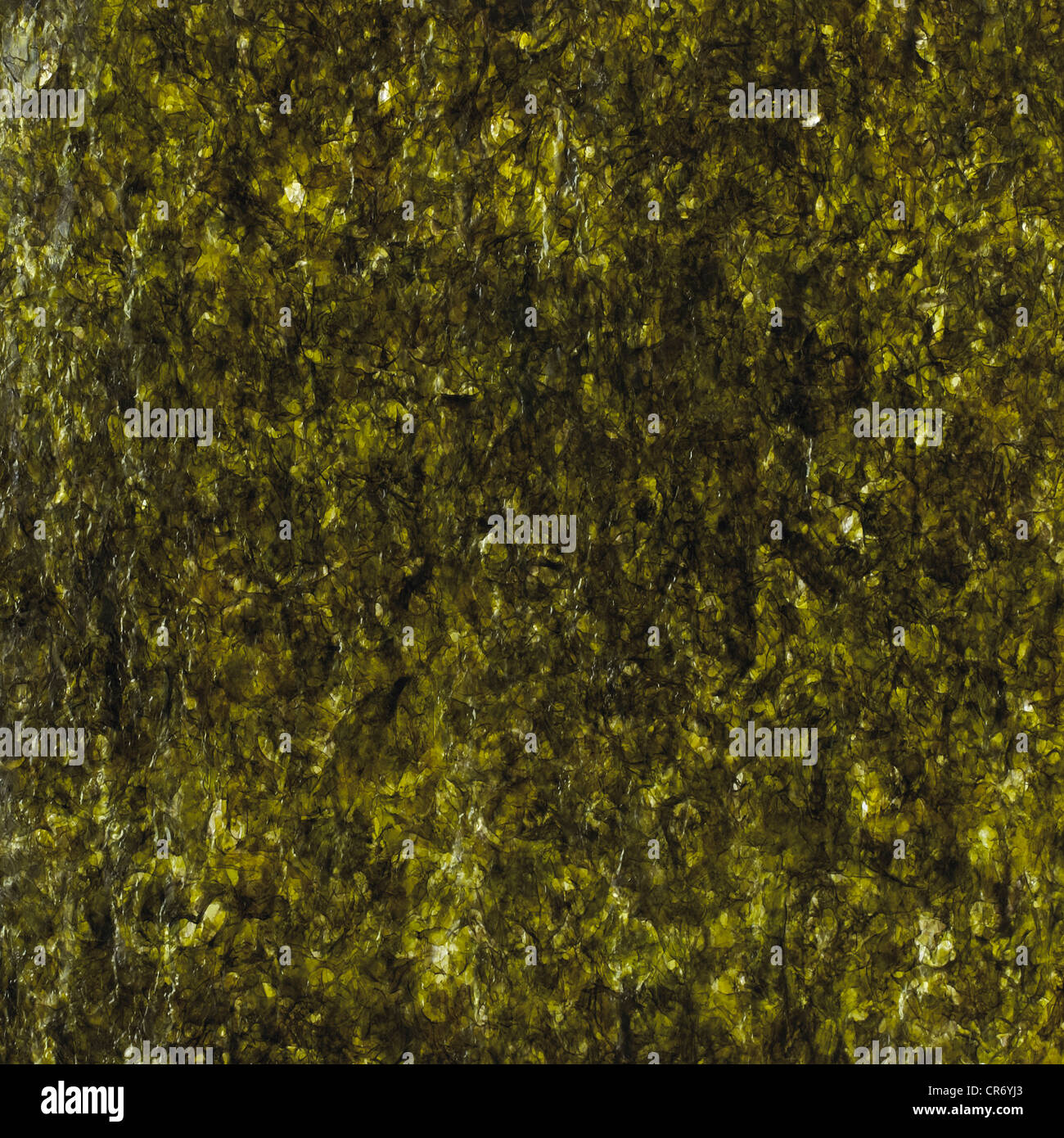Dried Seaweed Texture