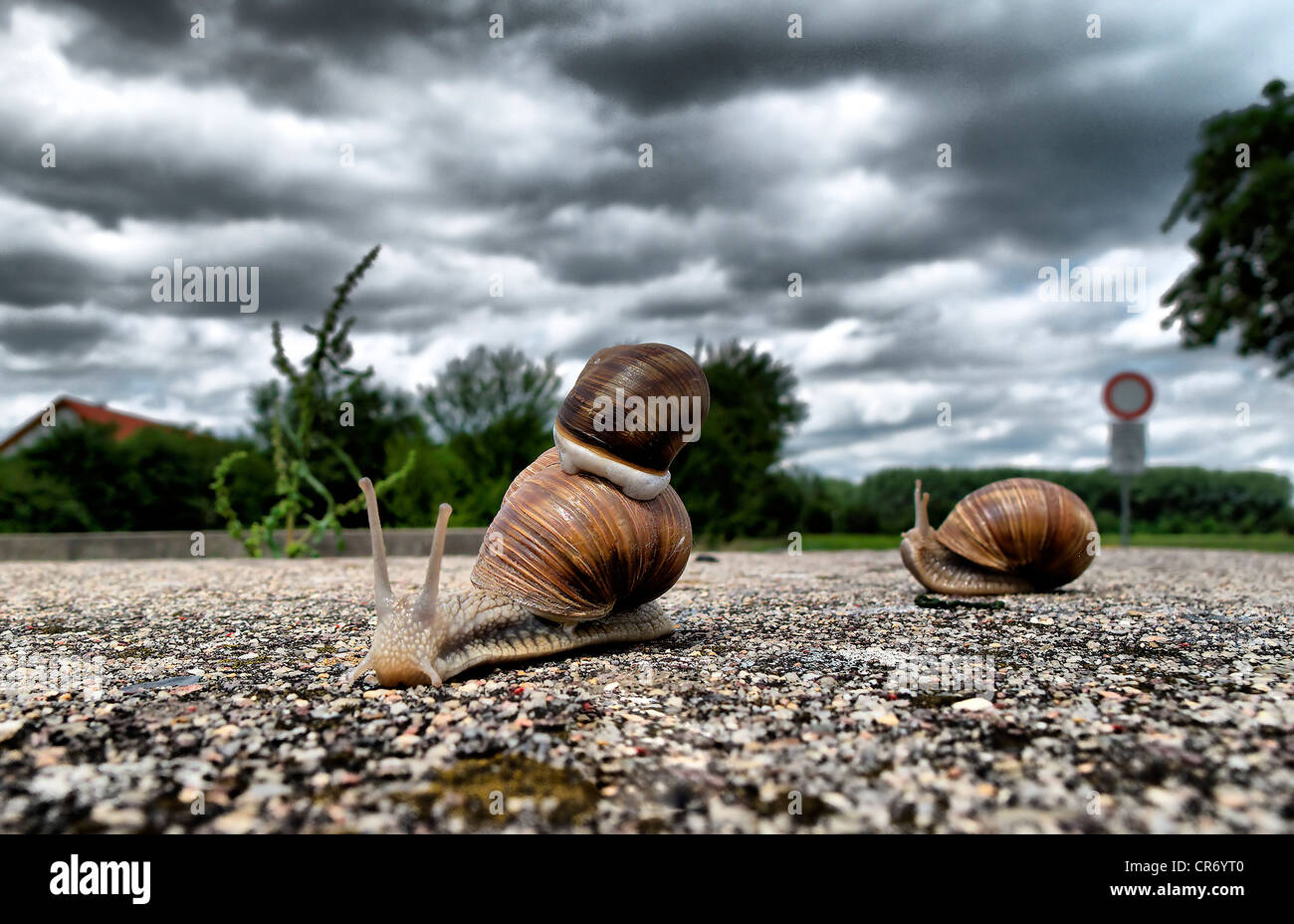 Helix pomatia gastropoda snails hi-res stock photography and images - Alamy