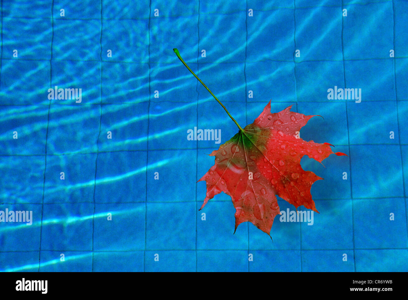 Maple leaf (Acer) in a pool Stock Photo - Alamy