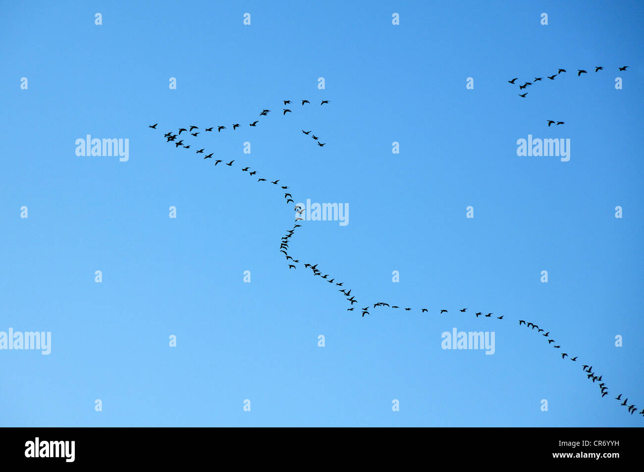 Birds flying in arrow formation hi-res stock photography and images - Alamy
