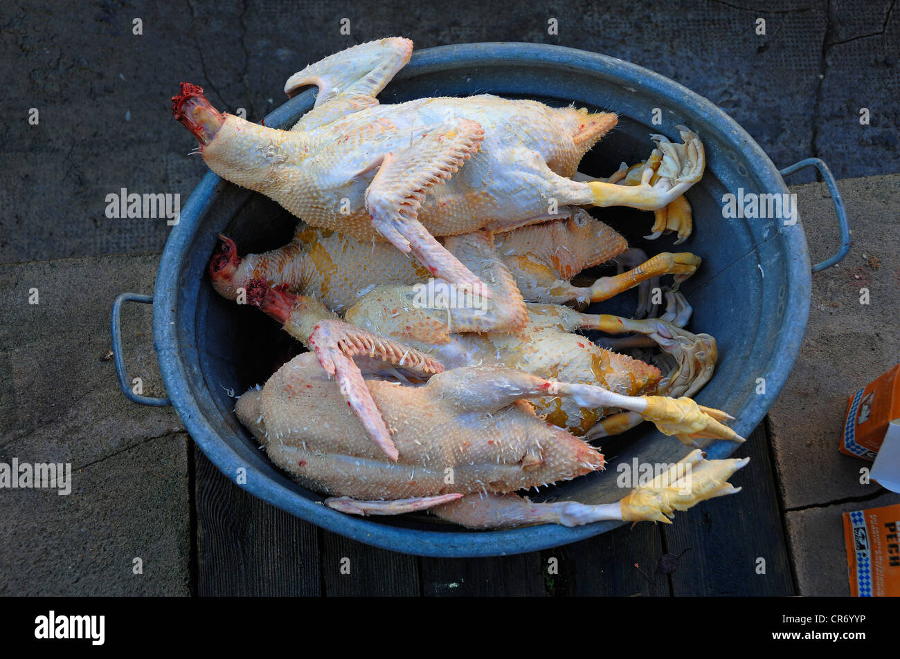 Freshly slaughtered and plucked ducks in a tub, Eckental, Middle ...