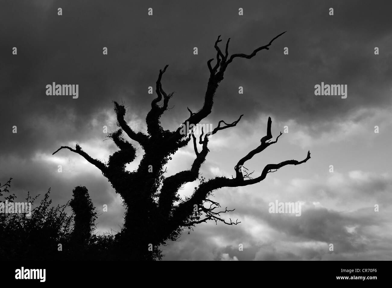 Dead tree covered in ivy silhouetted against a stormy sky, Milton Abbot ...
