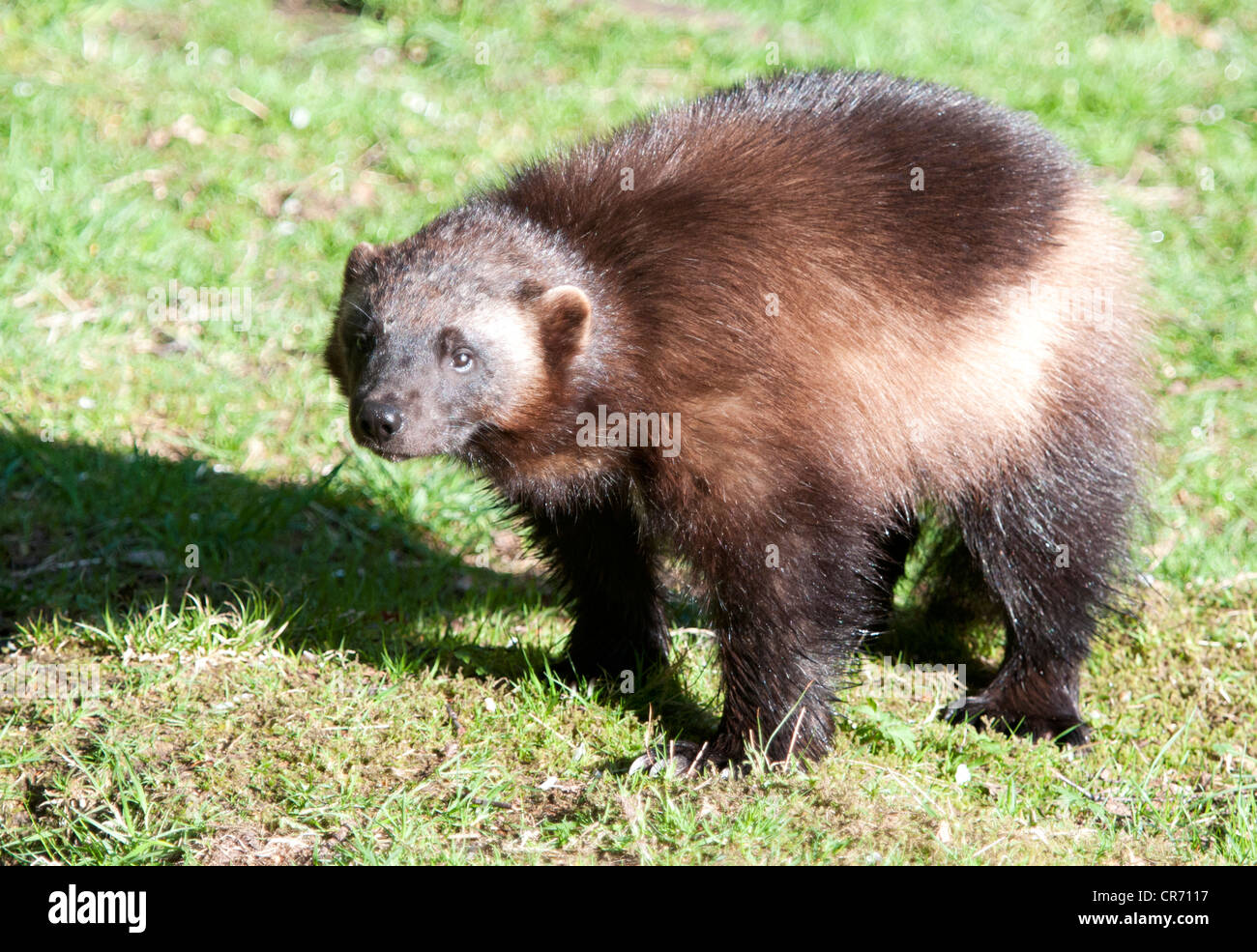 Nordens ark sweden hi-res stock photography and images - Alamy