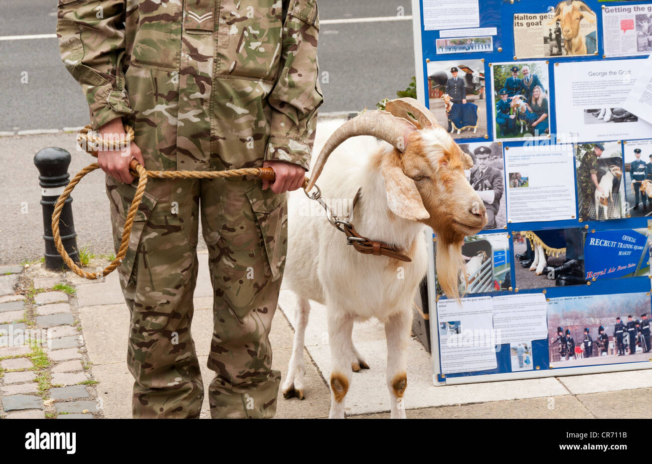 George the goat an RAF mascot on show in Wendover High Street Bucks UK ...
