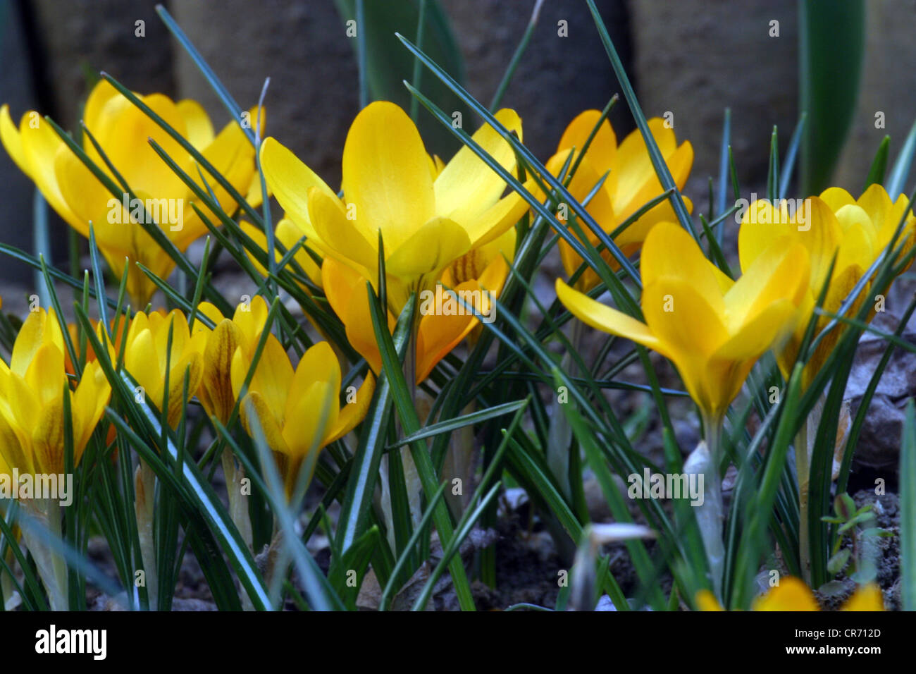 Crocus heart flower hi-res stock photography and images - Alamy