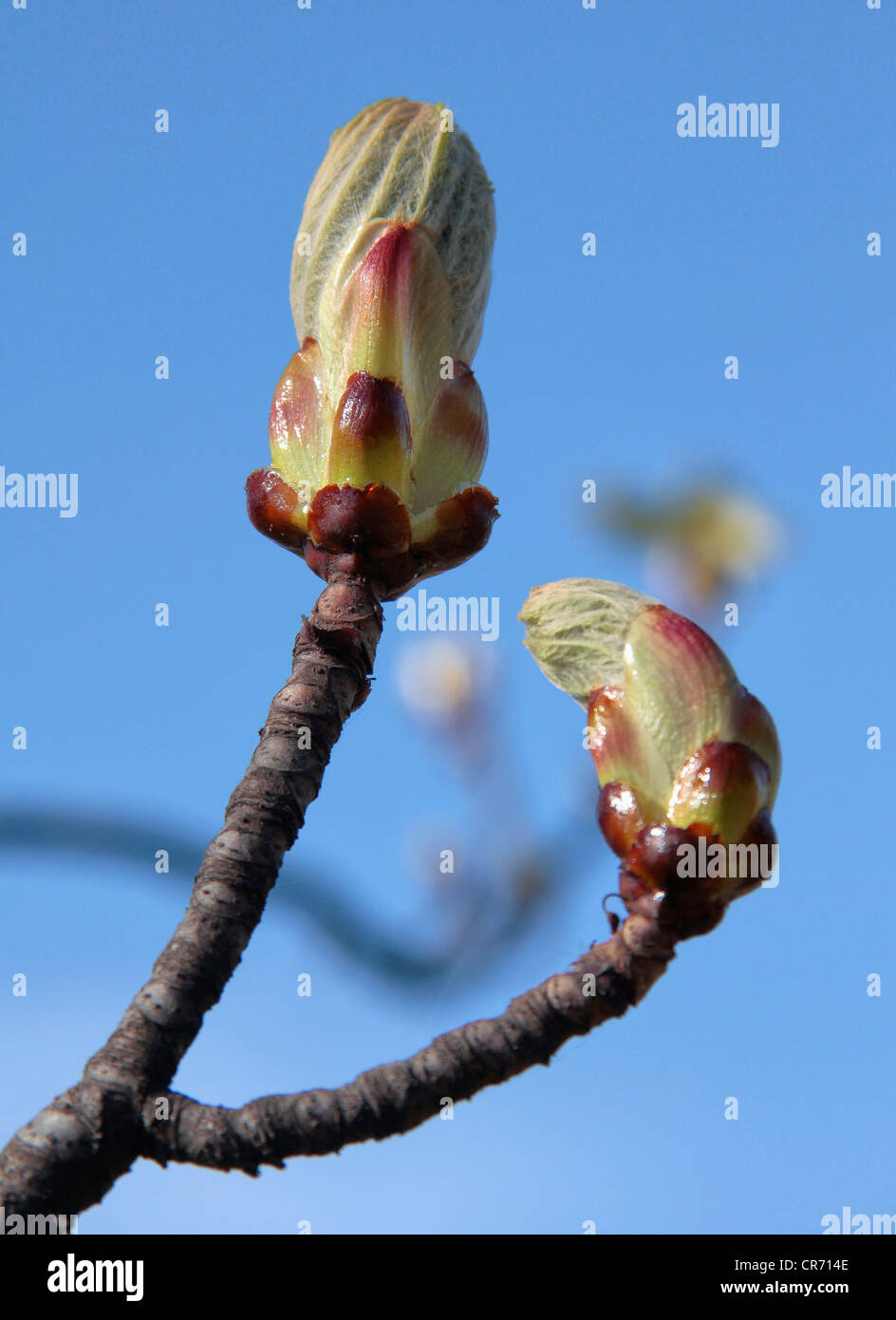 chestnut trees sprouting and flowering Stock Photo - Alamy
