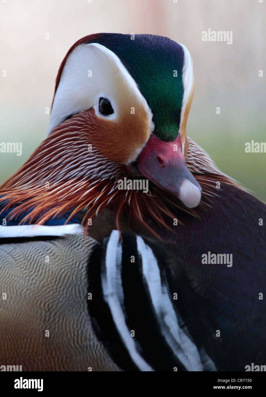 Portrait mandarin duck hi-res stock photography and images - Alamy