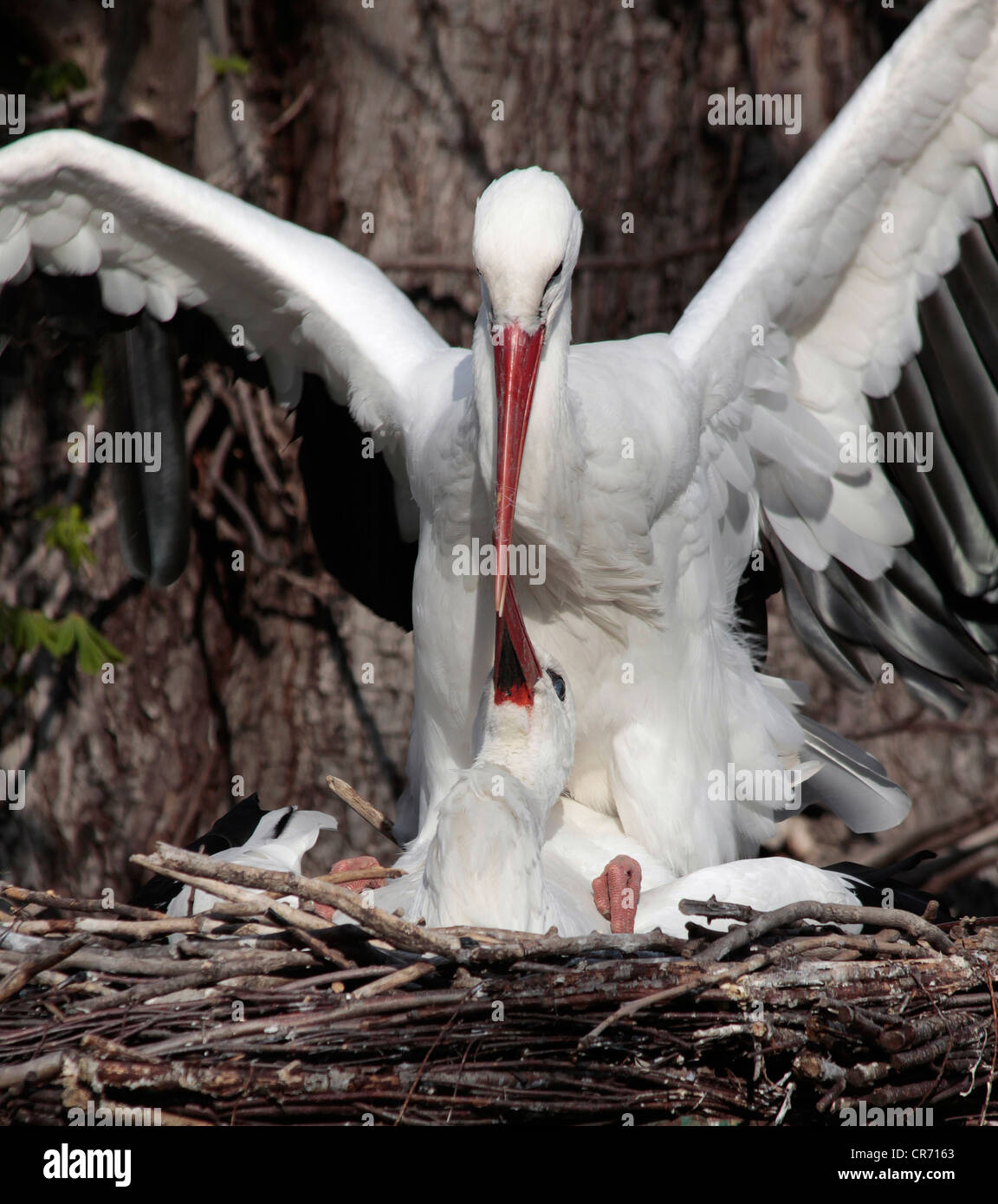 Bird beaks hi-res stock photography and images - Alamy