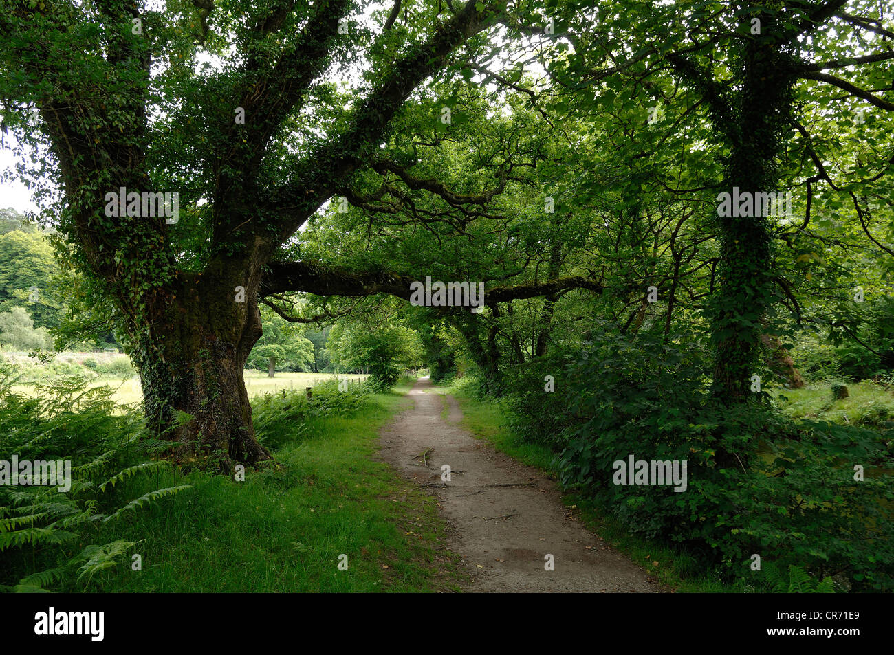 Wooded hiking trail on the river Fowey, Lostwithiel, Cornwall, England ...