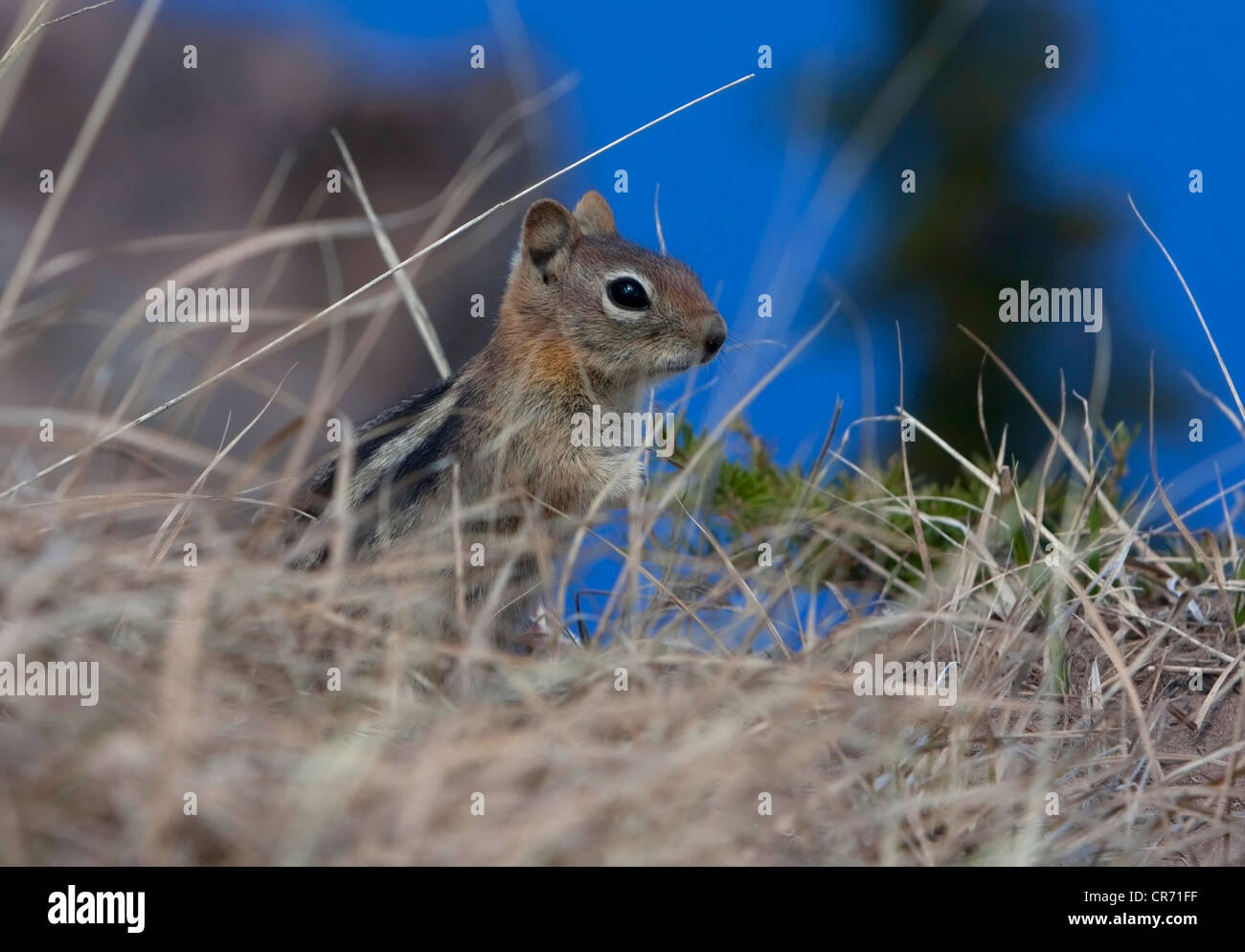 Golden-mantled ground squirrel (Callospermophilus lateral) standing on ...