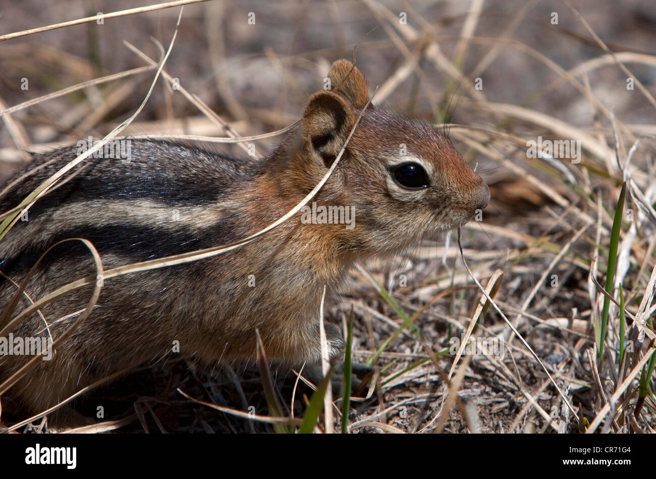 Golden-mantled ground squirrel (Callospermophilus lateral) crawling ...