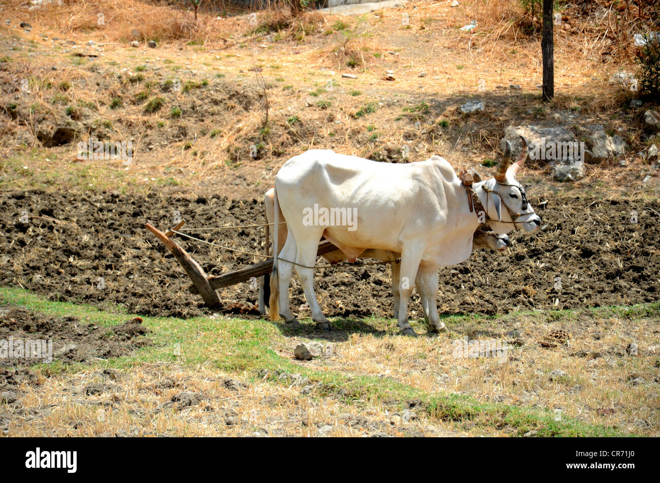 A pair of ploughing bulls with a plough Stock Photo - Alamy