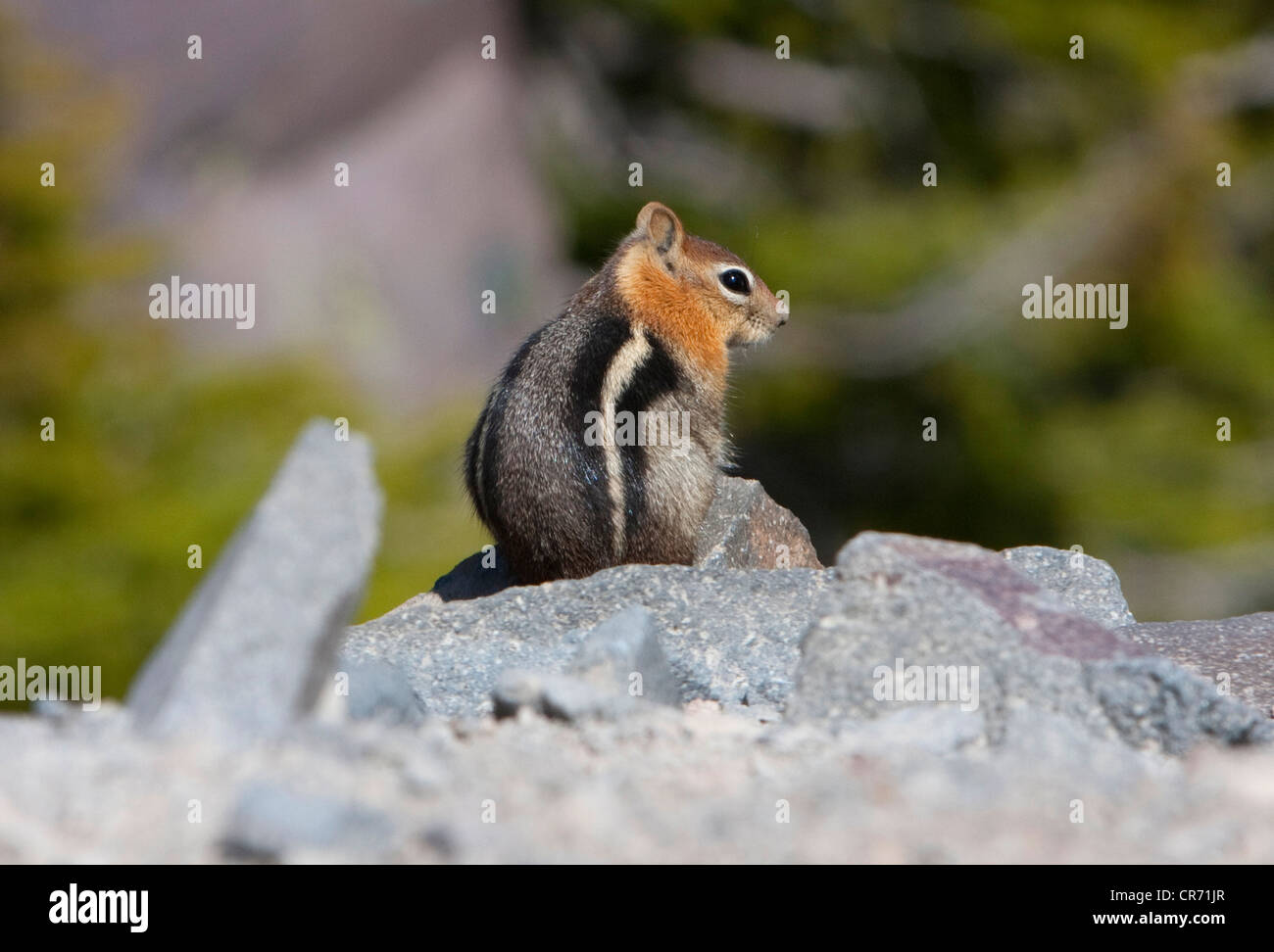Golden-mantled ground squirrel (Callospermophilus lateral) sitting on a ...