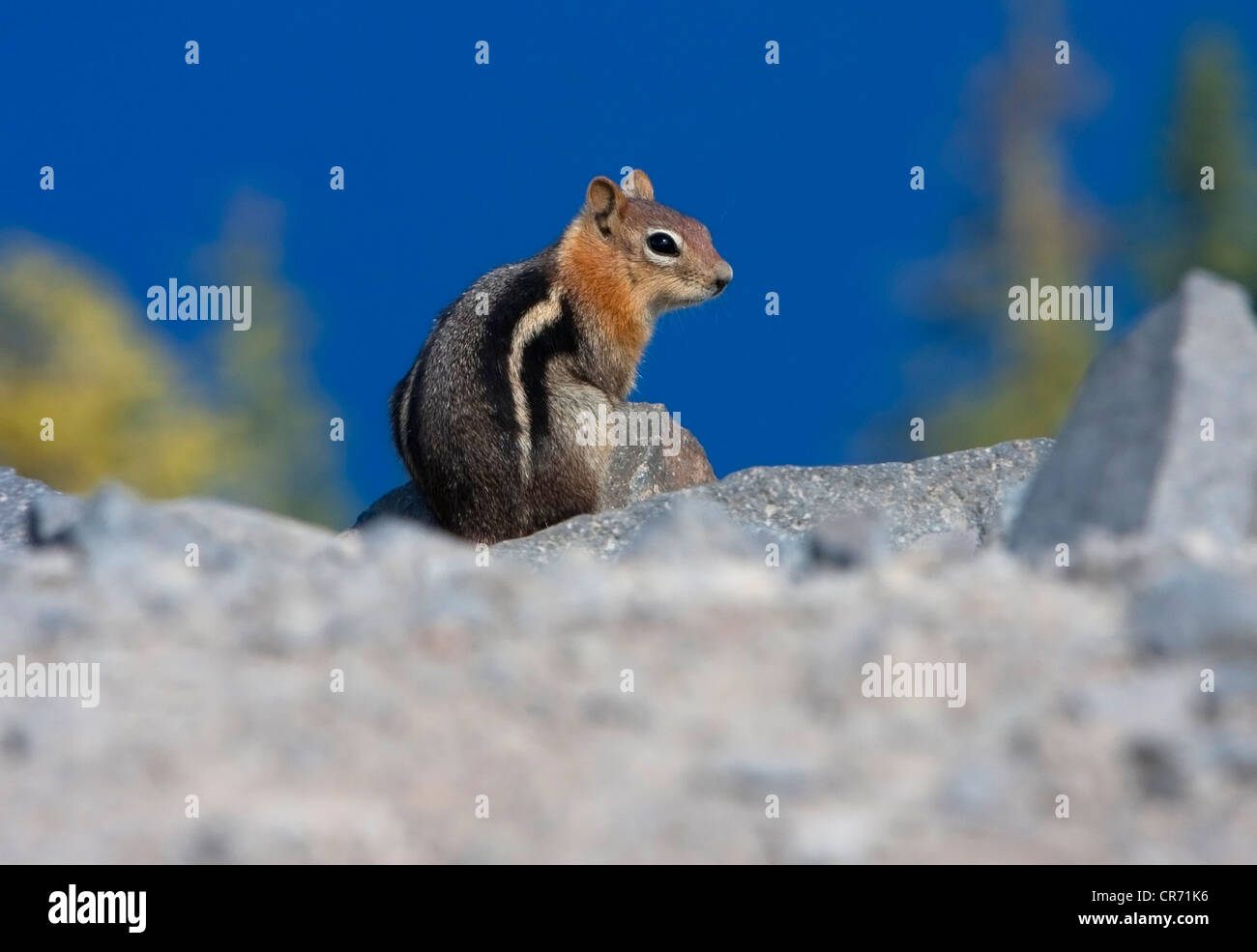 Golden-mantled ground squirrel (Callospermophilus lateral) sitting on a ...