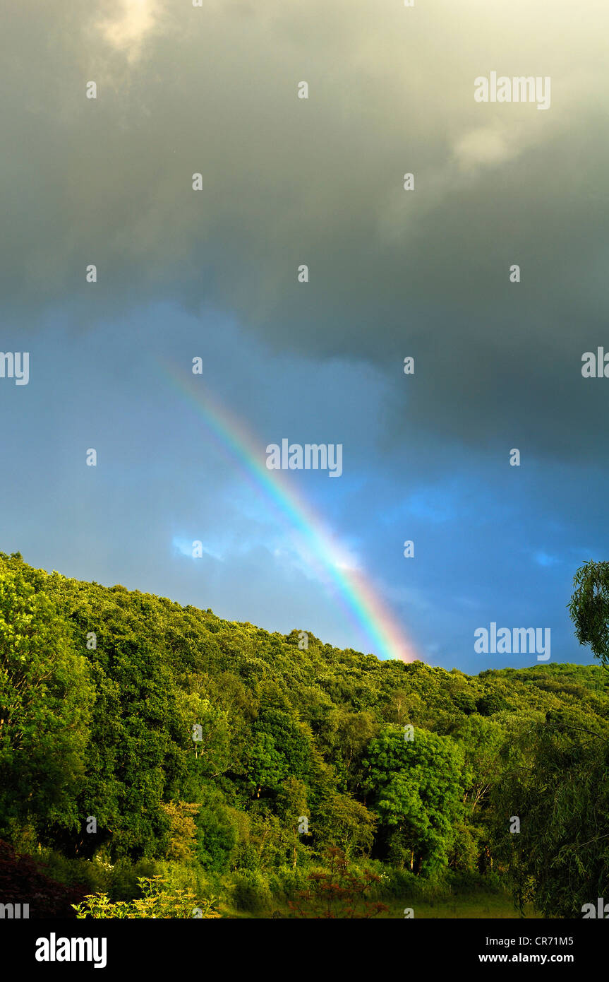 Rainbow over a mixed forest, Lifton, Devon, England, United Kingdom ...