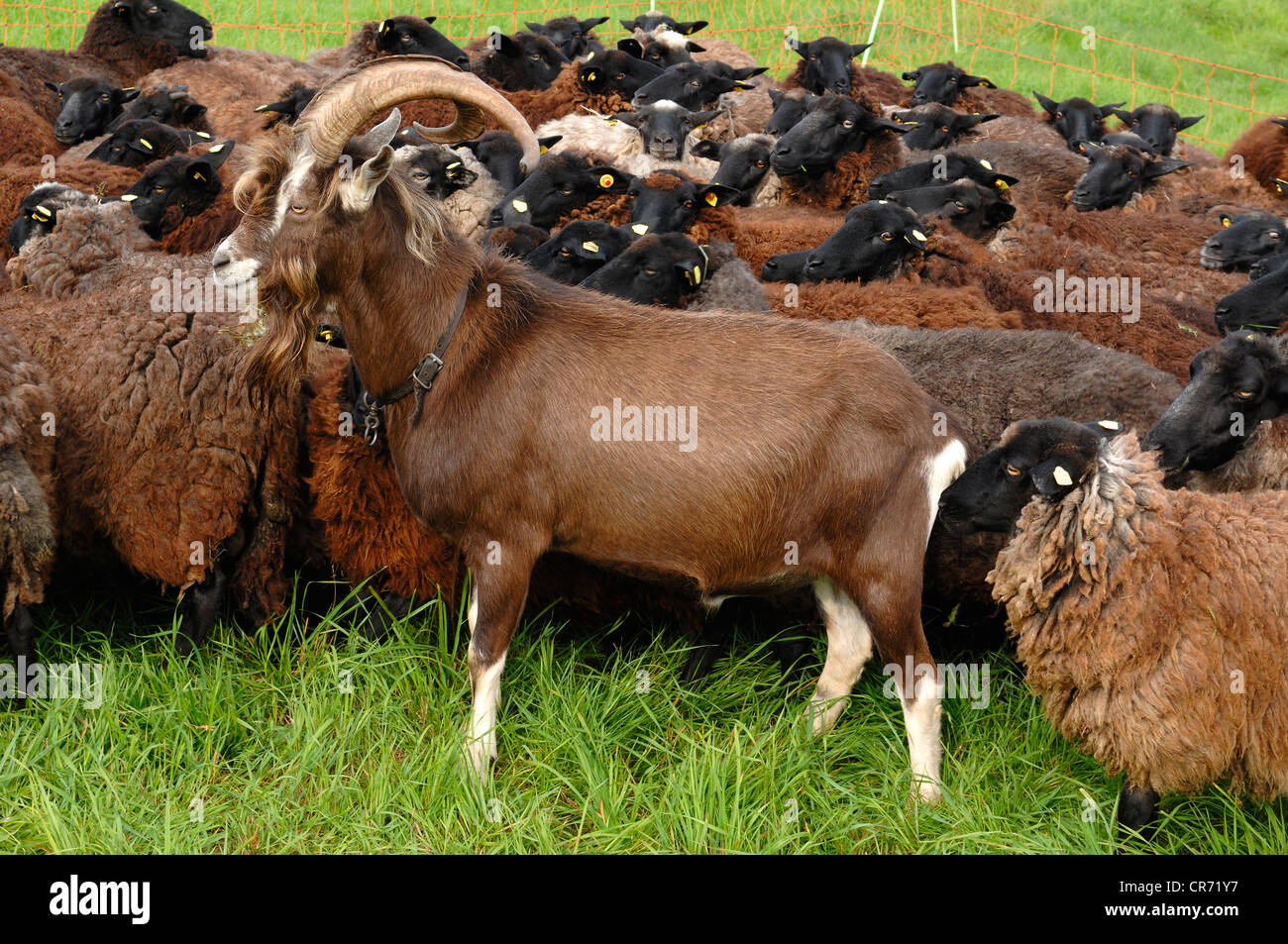 Male goat, Thuringian goat crossbred with German Edelziege goat, sheep ...