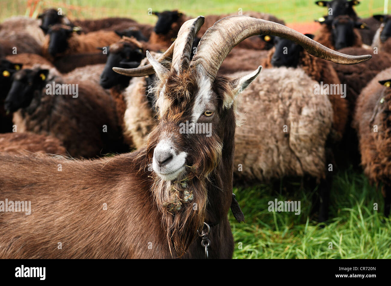 Male goat hi-res stock photography and images - Alamy