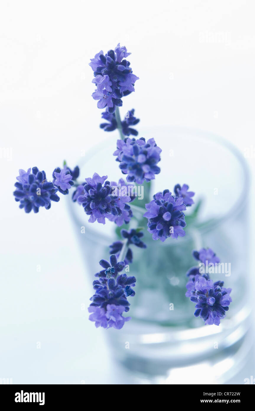 Lavender in glass on white background Stock Photo - Alamy
