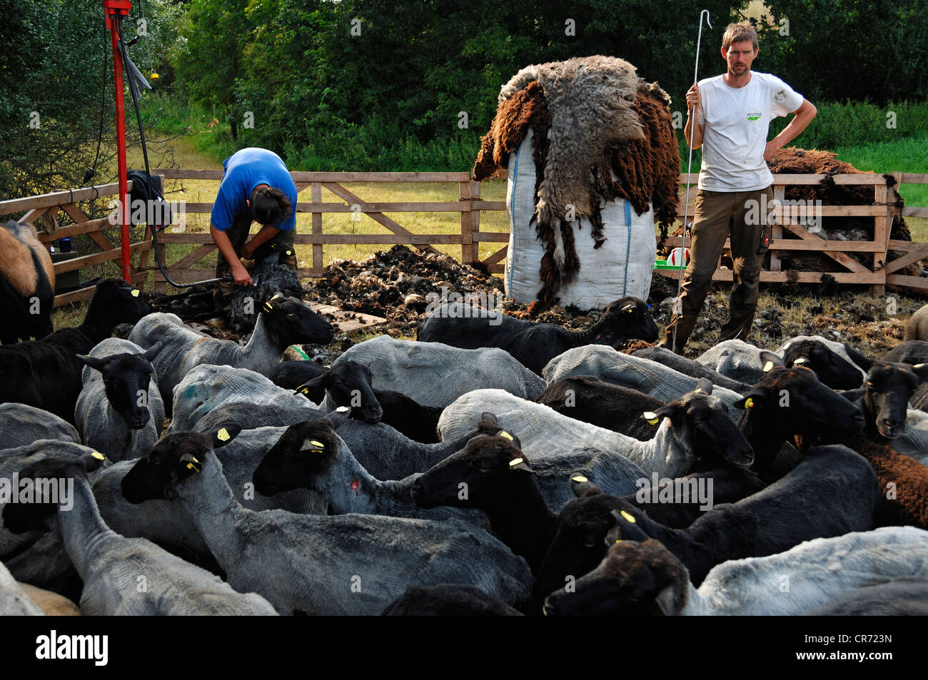 Sheep crook High Resolution Stock Photography and Images - Alamy