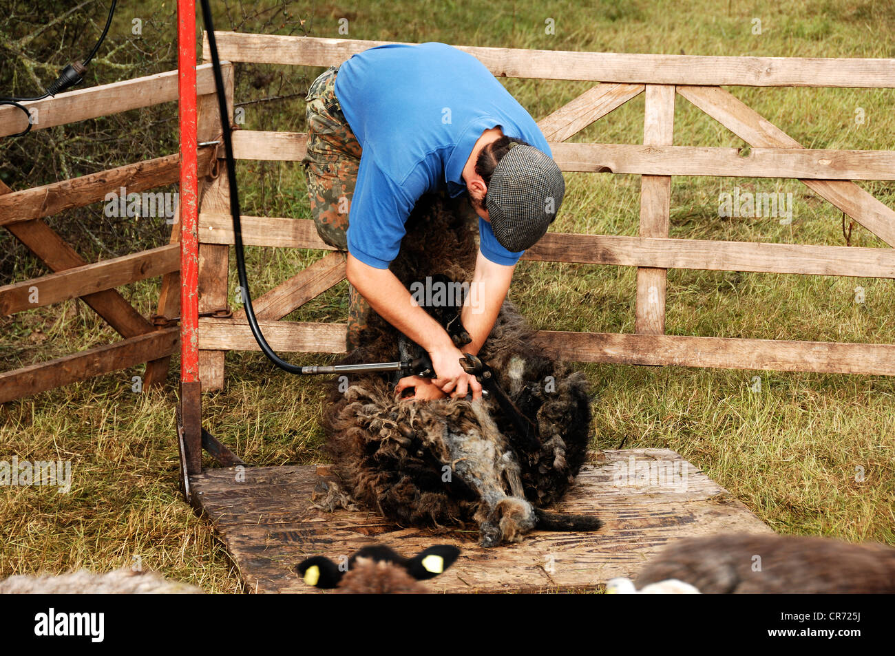 Person shearing sheep hi-res stock photography and images - Alamy