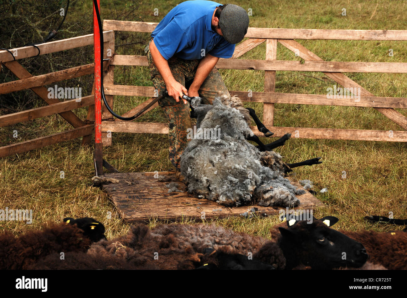 Sheep shearer hi-res stock photography and images - Alamy