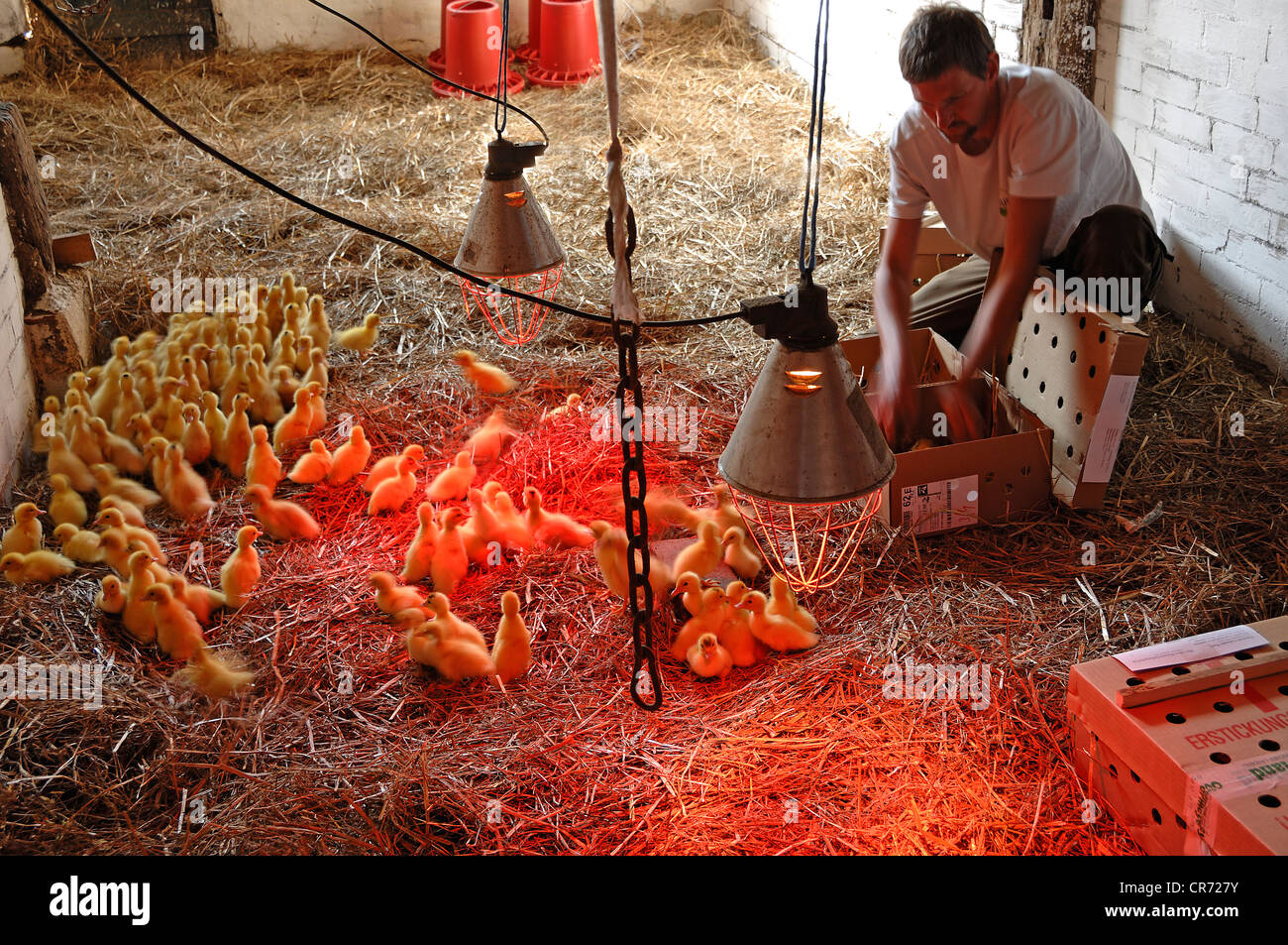 Day old ducklings hi-res stock photography and images - Alamy