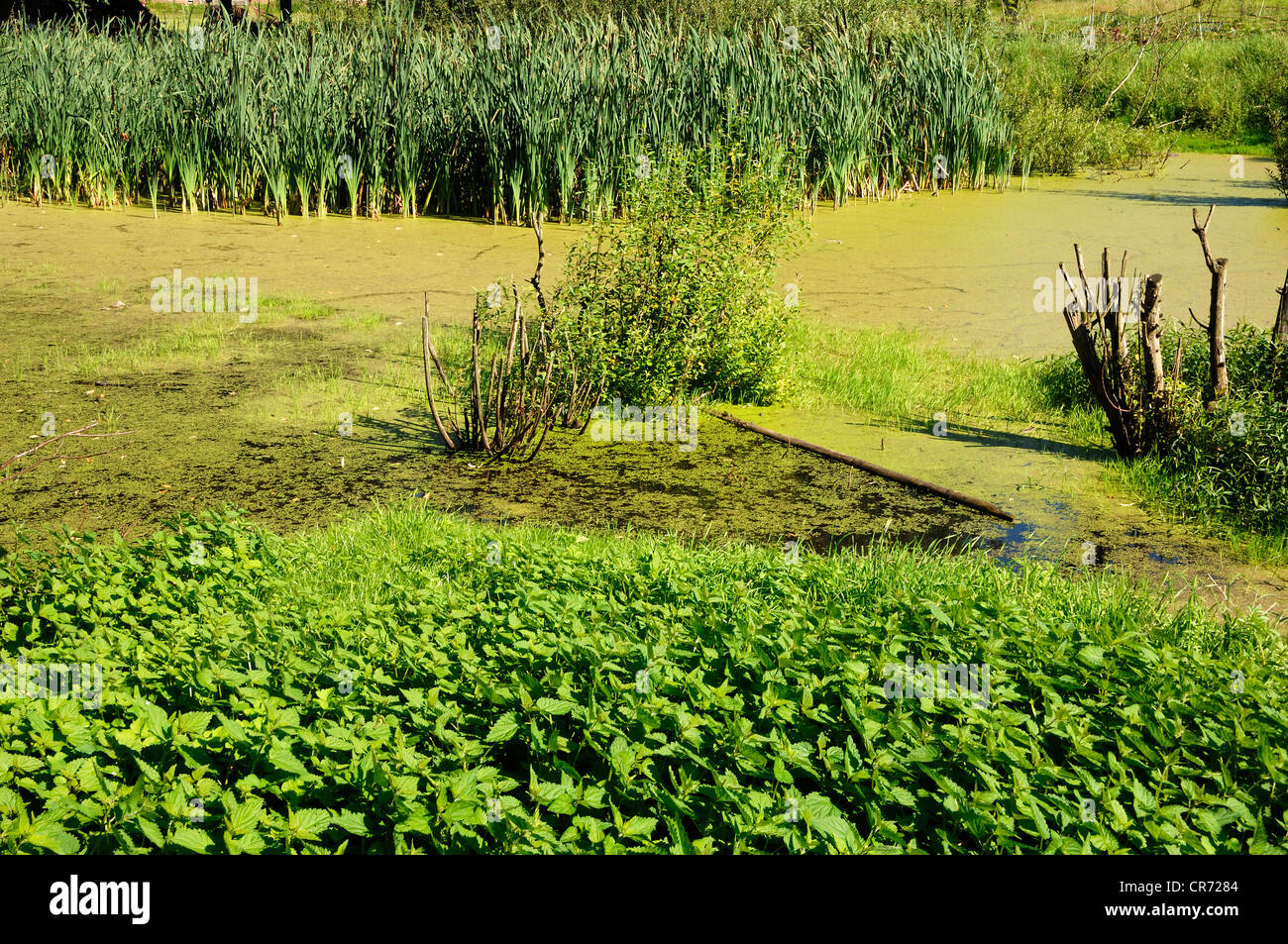 Pond covered with Lesser duckweed (Lemna minor), Reeds (Typha sp.) at ...